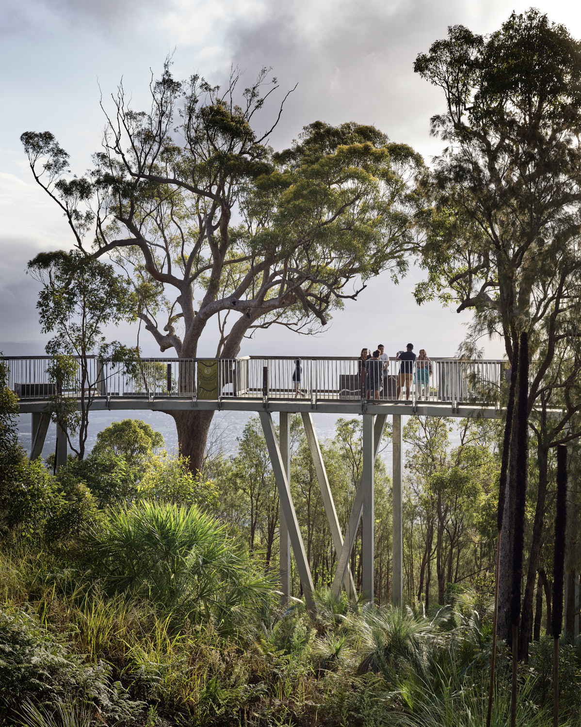 Mt Archer - Treetop Boardwalk and park revitalization by Design ...
