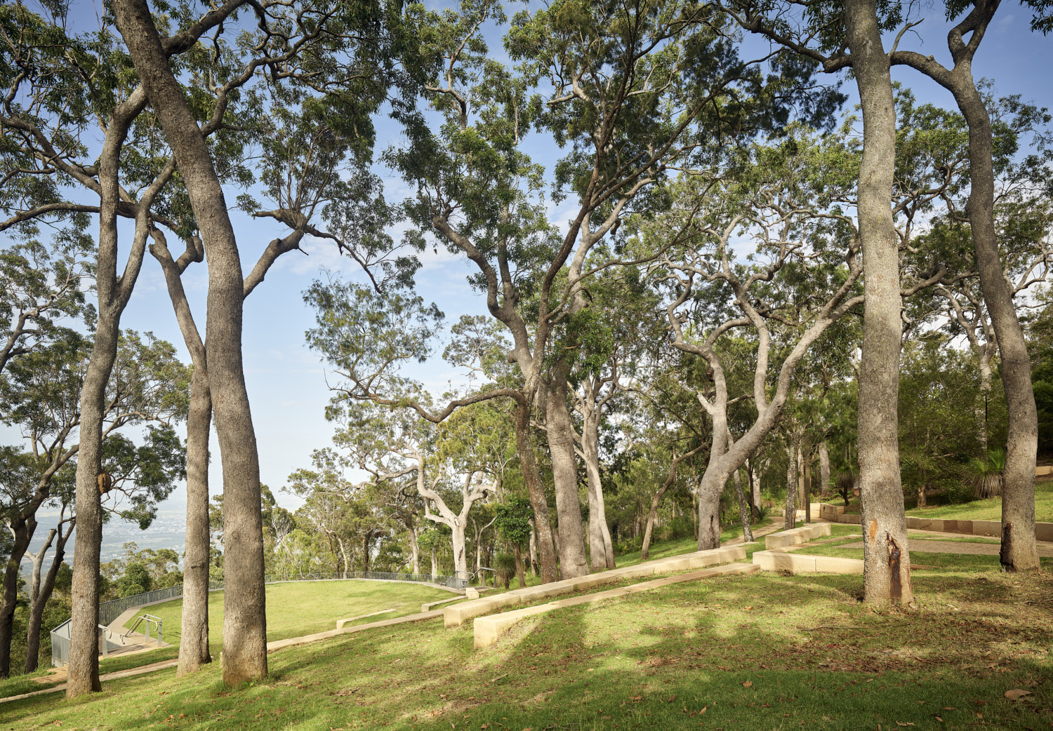 Mt Archer - Treetop Boardwalk and park revitalization by Design ...