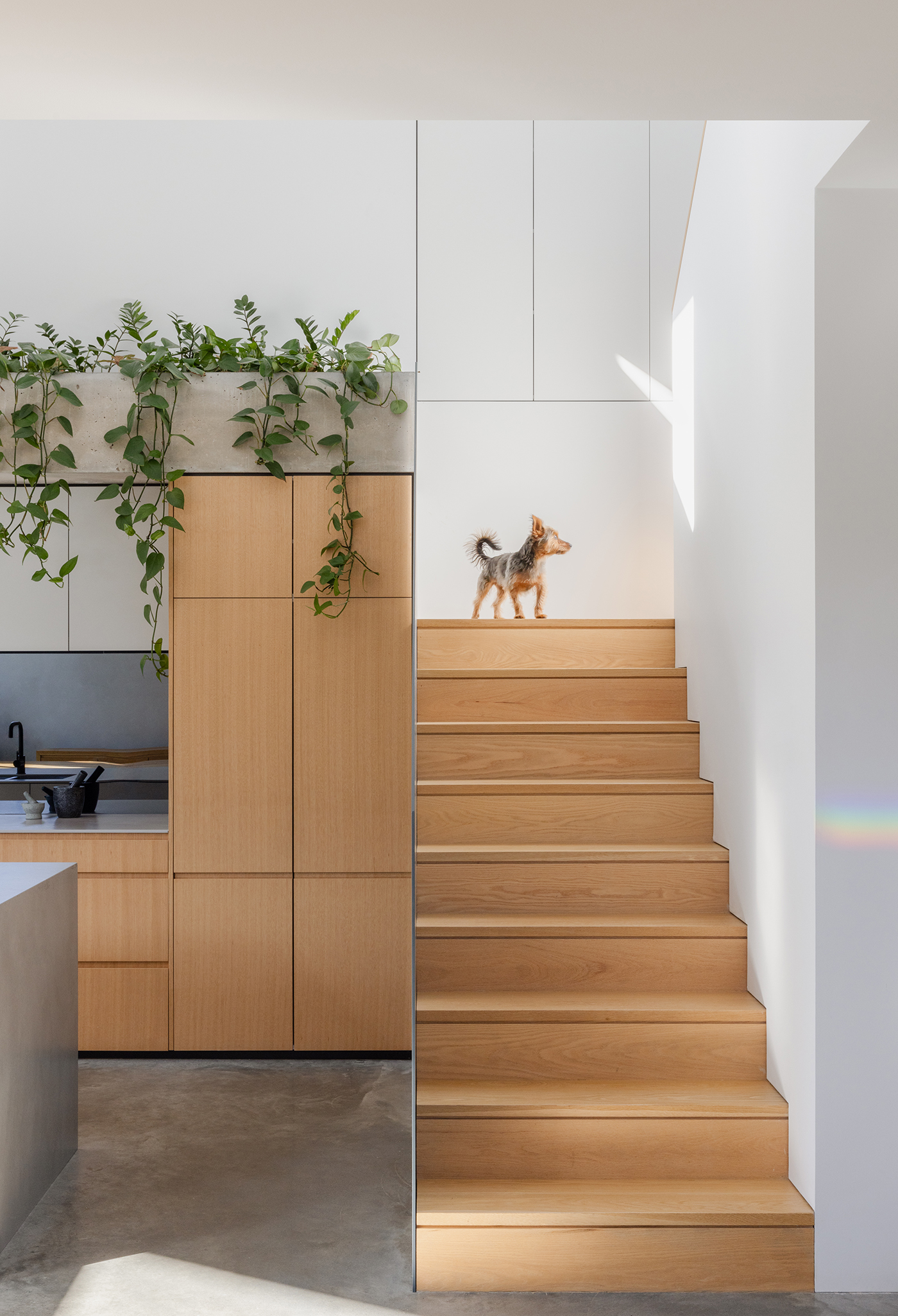 Rosebery Residence by David Parsons Architect - Architizer