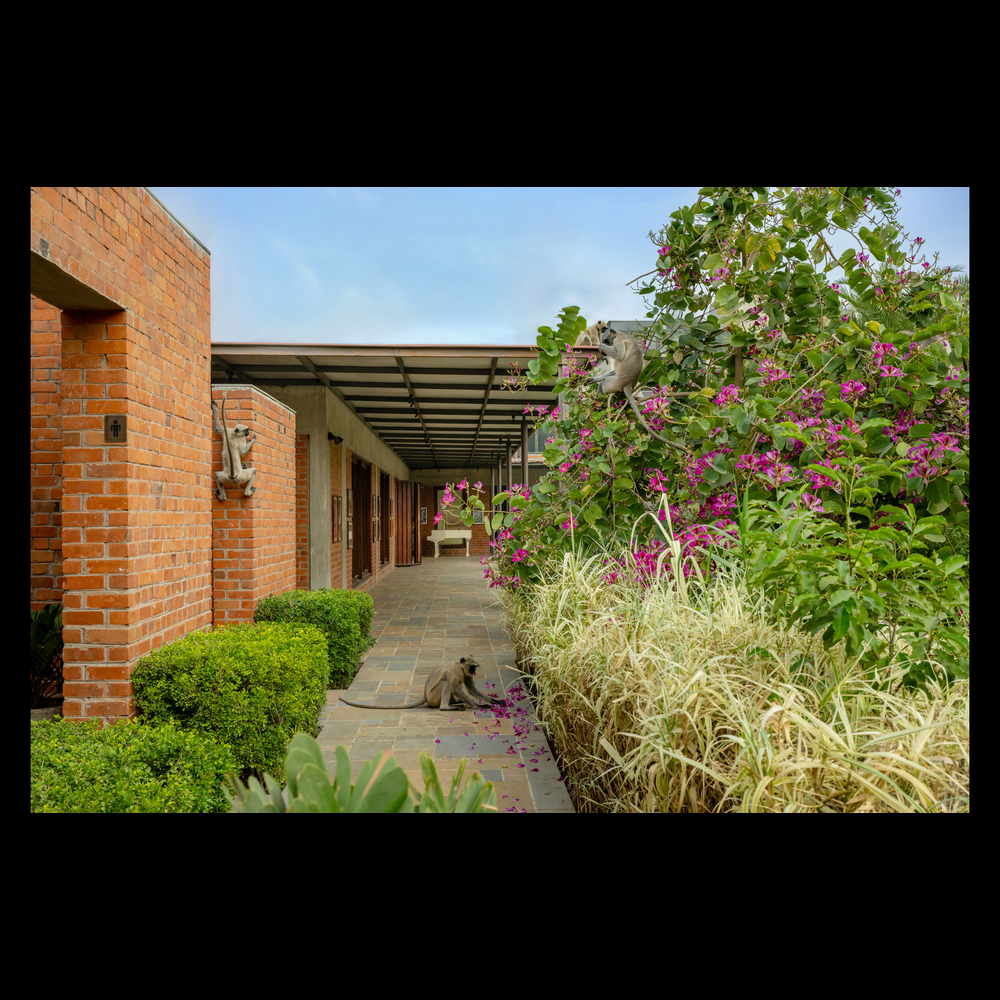 Under The Neem Tree by Hiren Patel Architect Design - Architizer