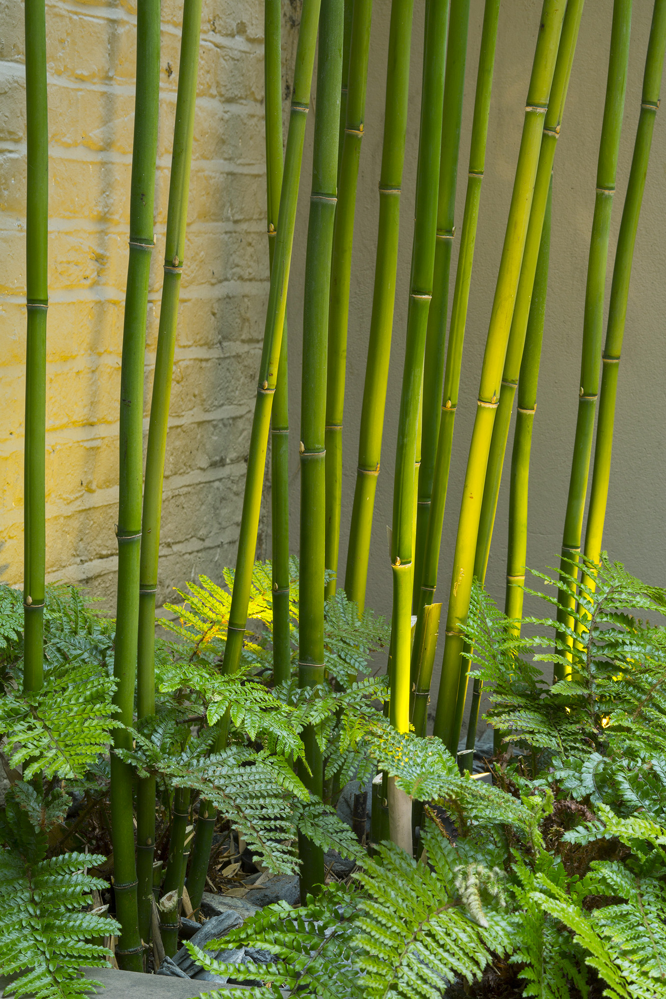 Belgravia Courtyard Garden: Temple Bamboo, Water & Fire & Japanese ...