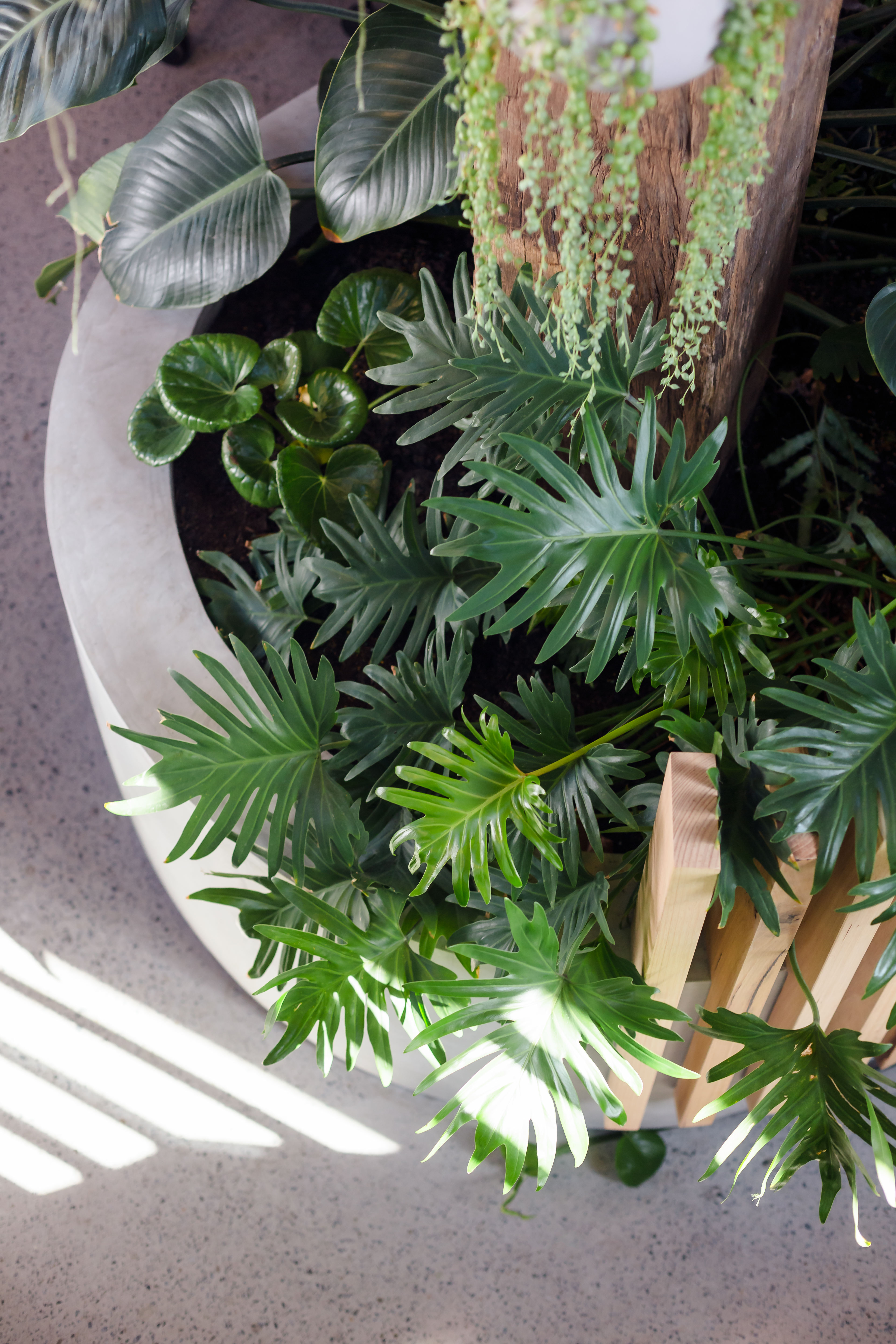 Herbert St by COS Design by COS Design - Architizer