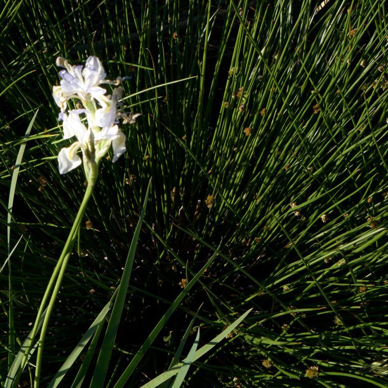 Washington Fruit Company Headquarters - Landscape by The Berger ...