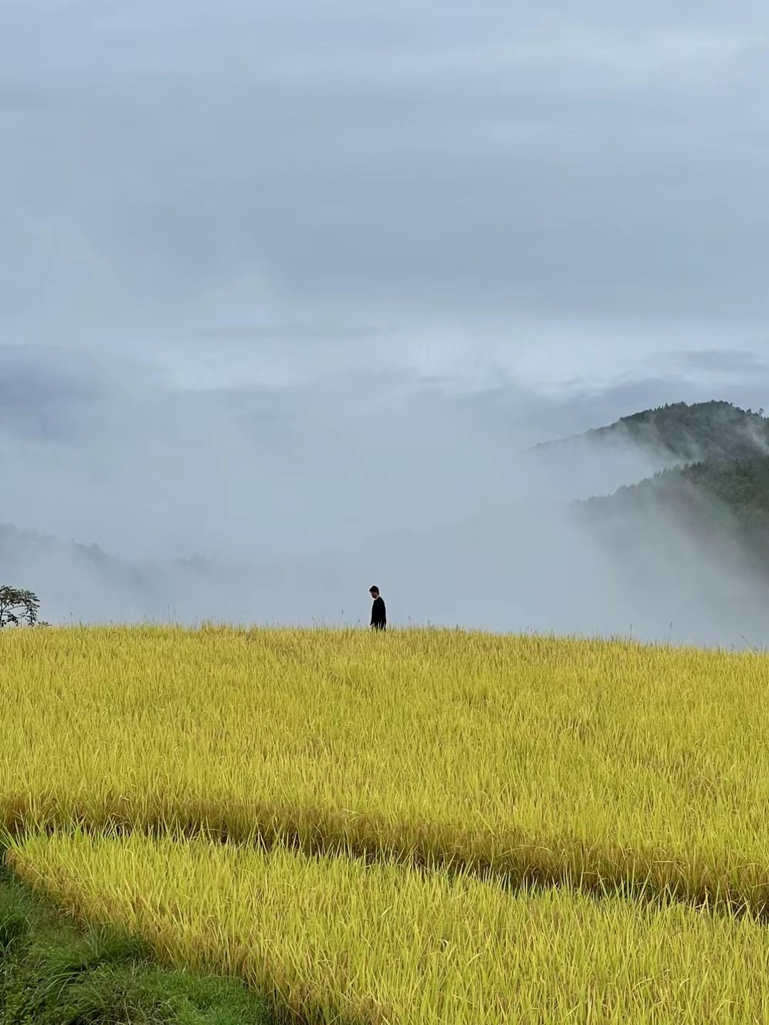 Dialogue with Nature—Commune STORE by Atelier Global - Architizer
