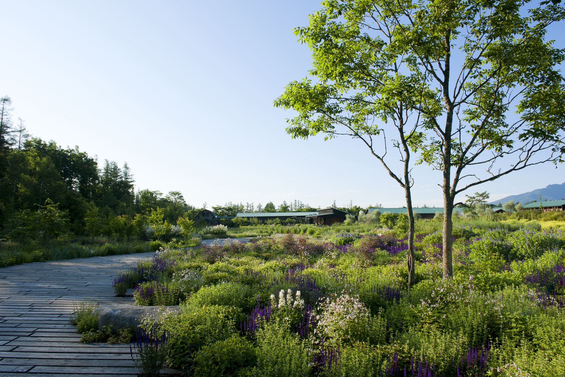 Tokachi Millennium Forest by Dan Pearson Studio - Architizer
