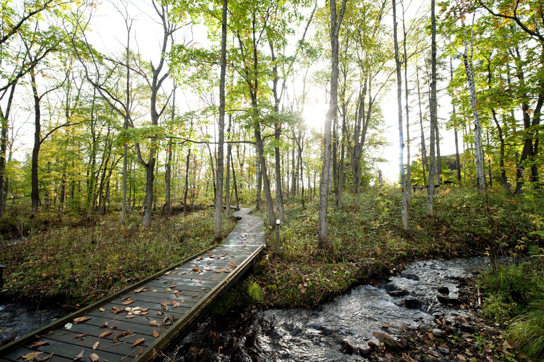 Tokachi Millennium Forest by Dan Pearson Studio - Architizer