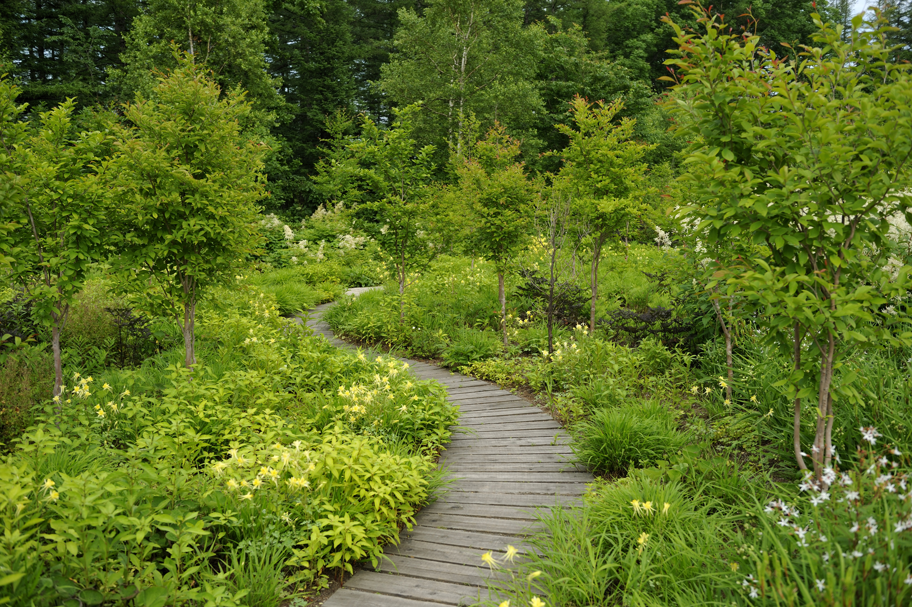 Tokachi Millennium Forest by Dan Pearson Studio - Architizer