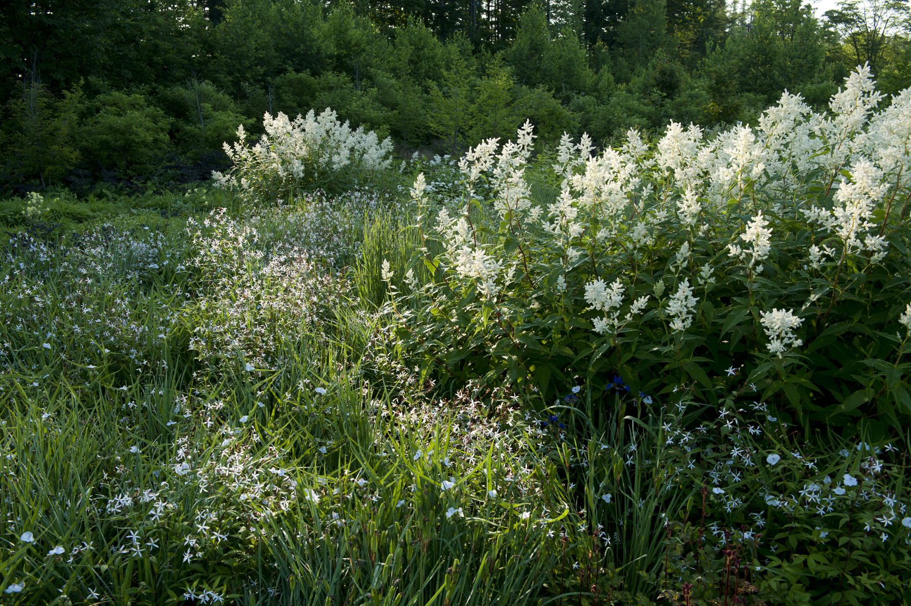Tokachi Millennium Forest by Dan Pearson Studio - Architizer