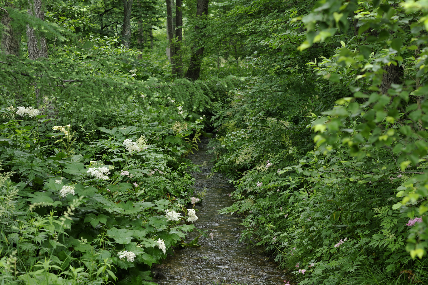 Tokachi Millennium Forest by Dan Pearson Studio - Architizer