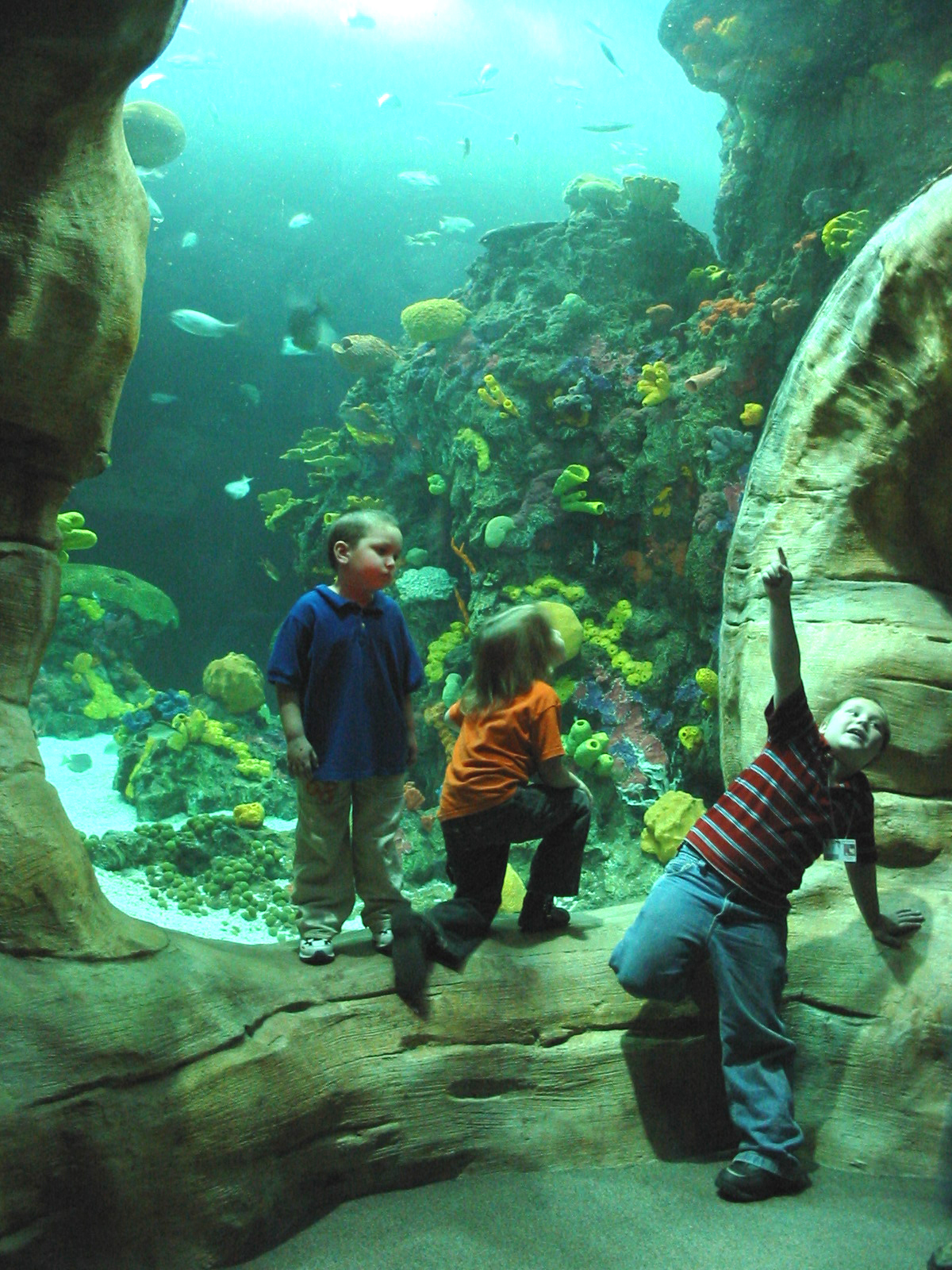 Idea 123125: Tennessee Aquarium Ocean Journey by Chermayeff & Poole ...