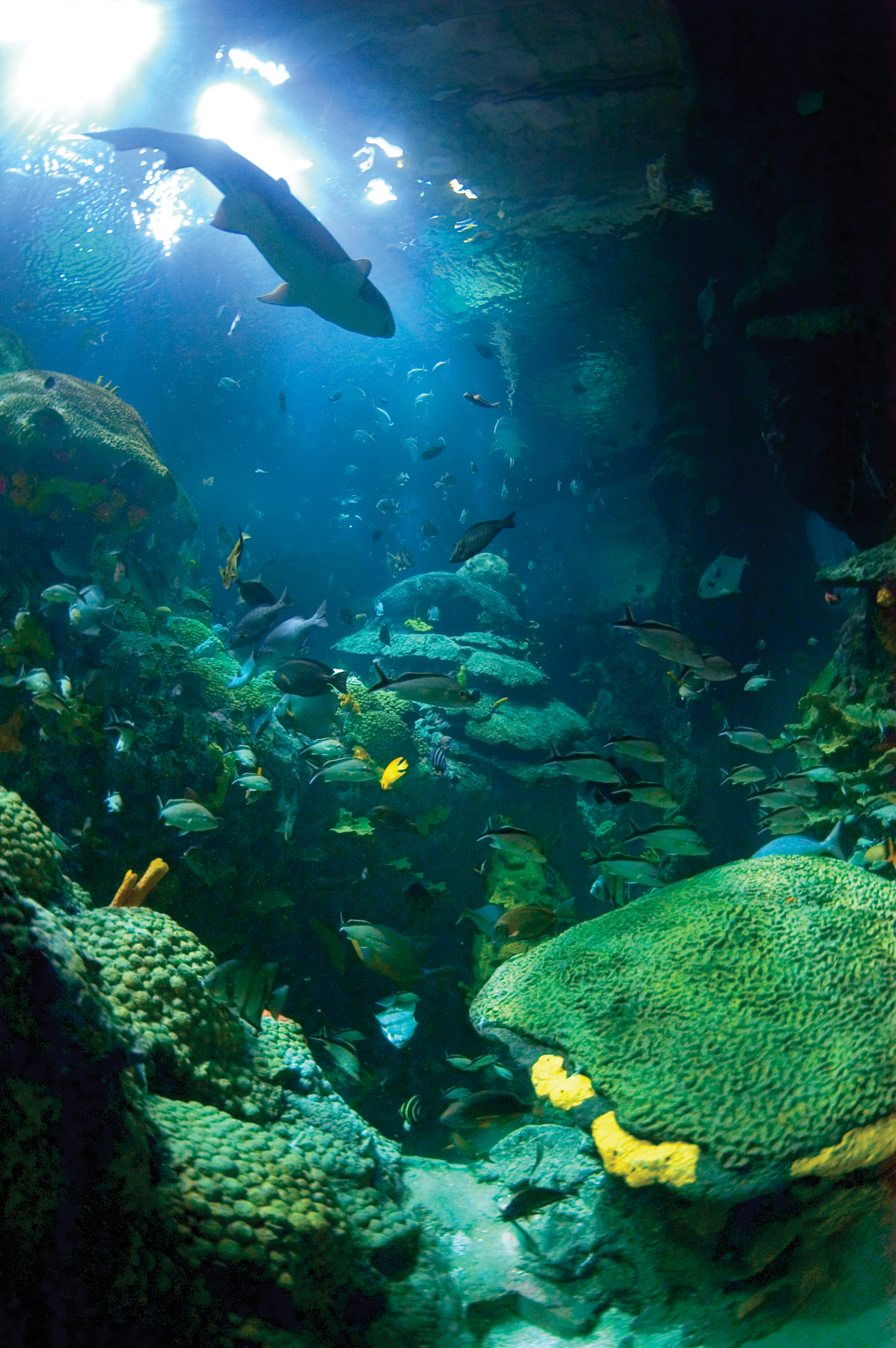 Tennessee Aquarium Ocean Journey by Chermayeff & Poole, Inc. - Architizer