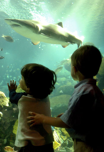 Tennessee Aquarium Ocean Journey by Chermayeff & Poole, Inc. - Architizer