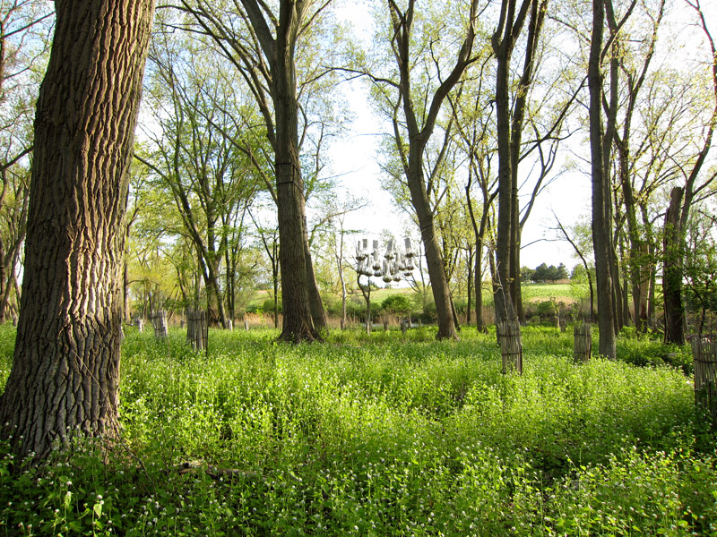 Bat Cloud by Ants of the Prairie - Architizer