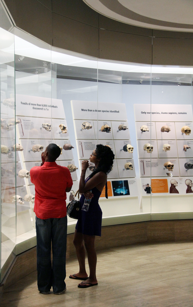 David H Koch Hall of Human Origins by Reich + Petch - Architizer