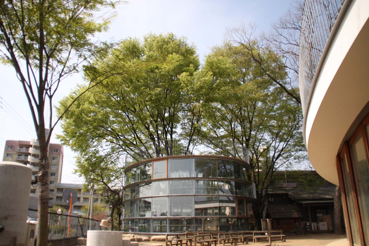 Ring Around A Tree by Tezuka Architects - Architizer