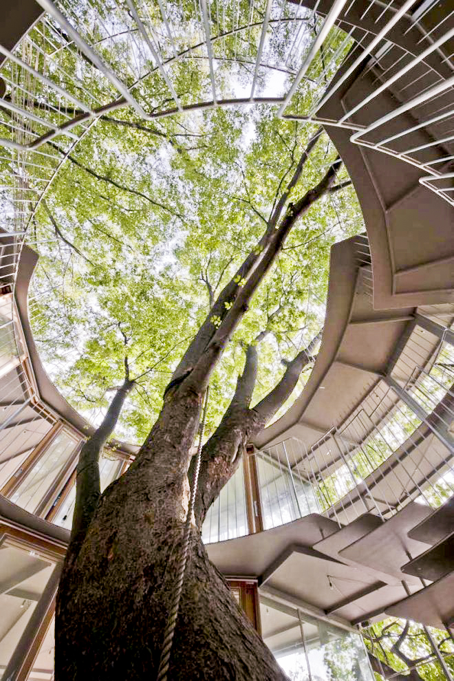 Ring Around A Tree by Tezuka Architects - Architizer