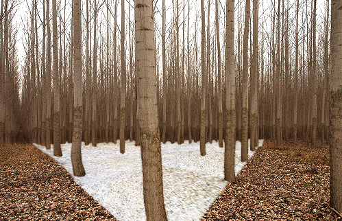 Trees are Made of Paper - Architizer