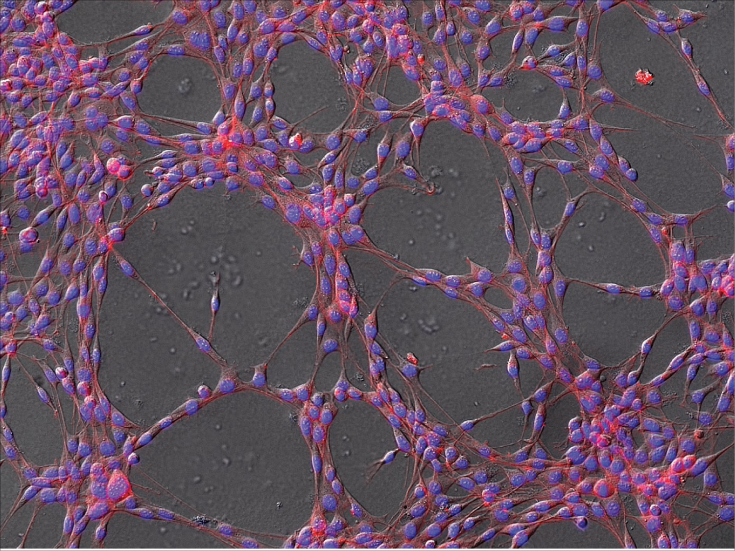 Branching Morphogenesis by Sabin+Jones LabStudio - Architizer