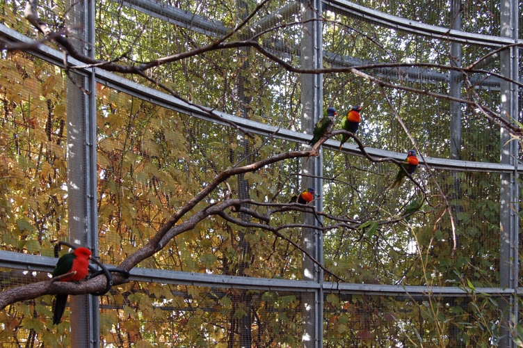 Gardens of trauttmansdorff castle - aviary - Architizer